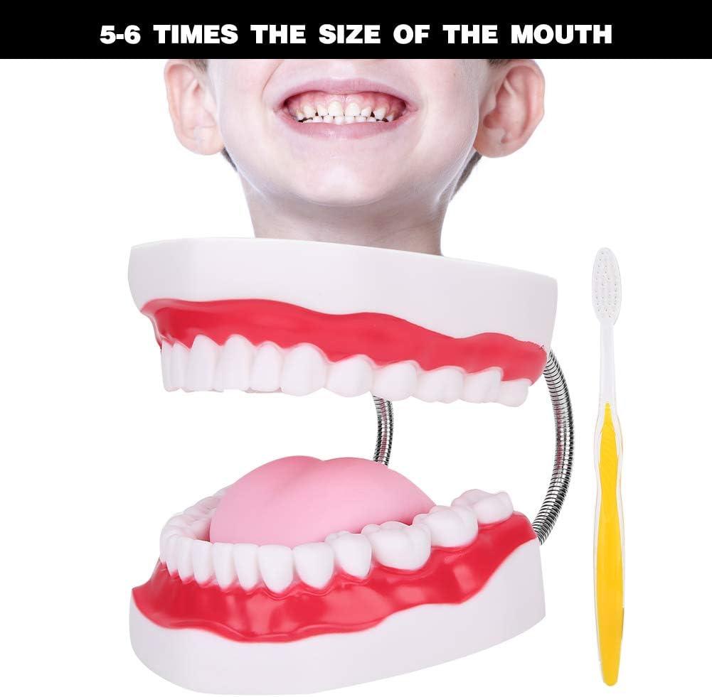 High-Quality Dental Teaching Model | Teeth Model for Clinics & Study ...