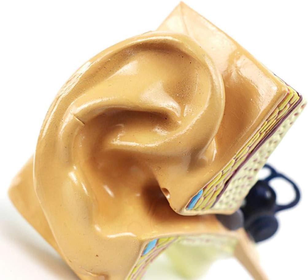 Anatomical Model of The Ear - Enlargement 1.5 -Time Internal Model of ...