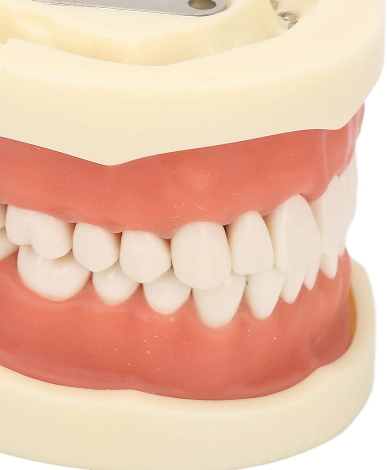 Teeth Model - Teaching Standard Typodont Demonstration Model with 32 ...