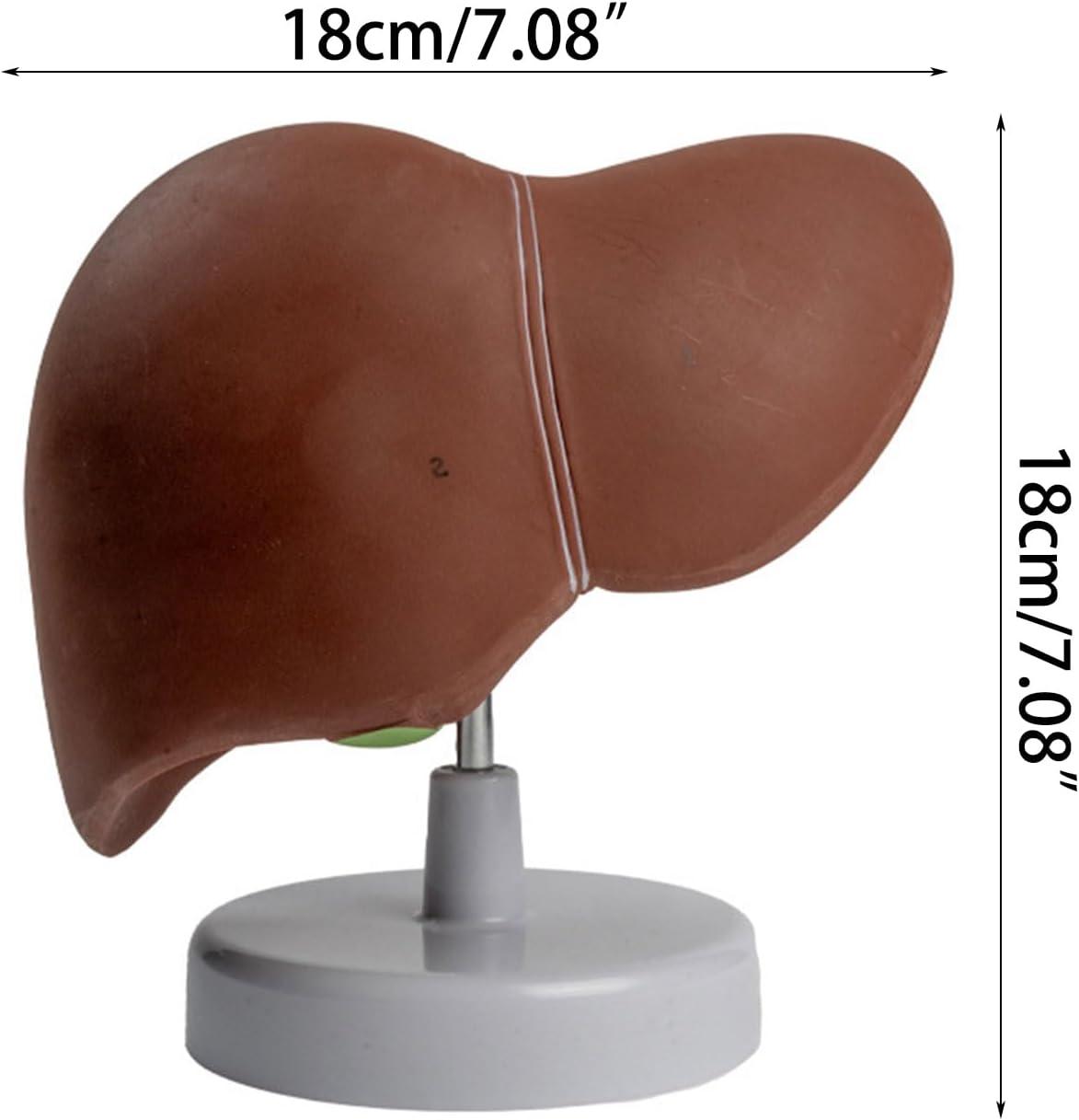 Human Liver Anatomy Model for Study Life Size Liver Model Anatomy Shows ...