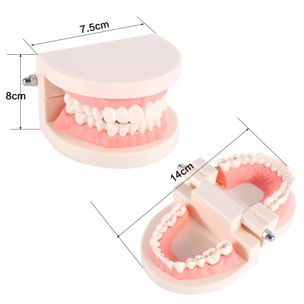Buy PVC Dental Teaching Models - Tooth Study Kits for Kids | Learn to ...