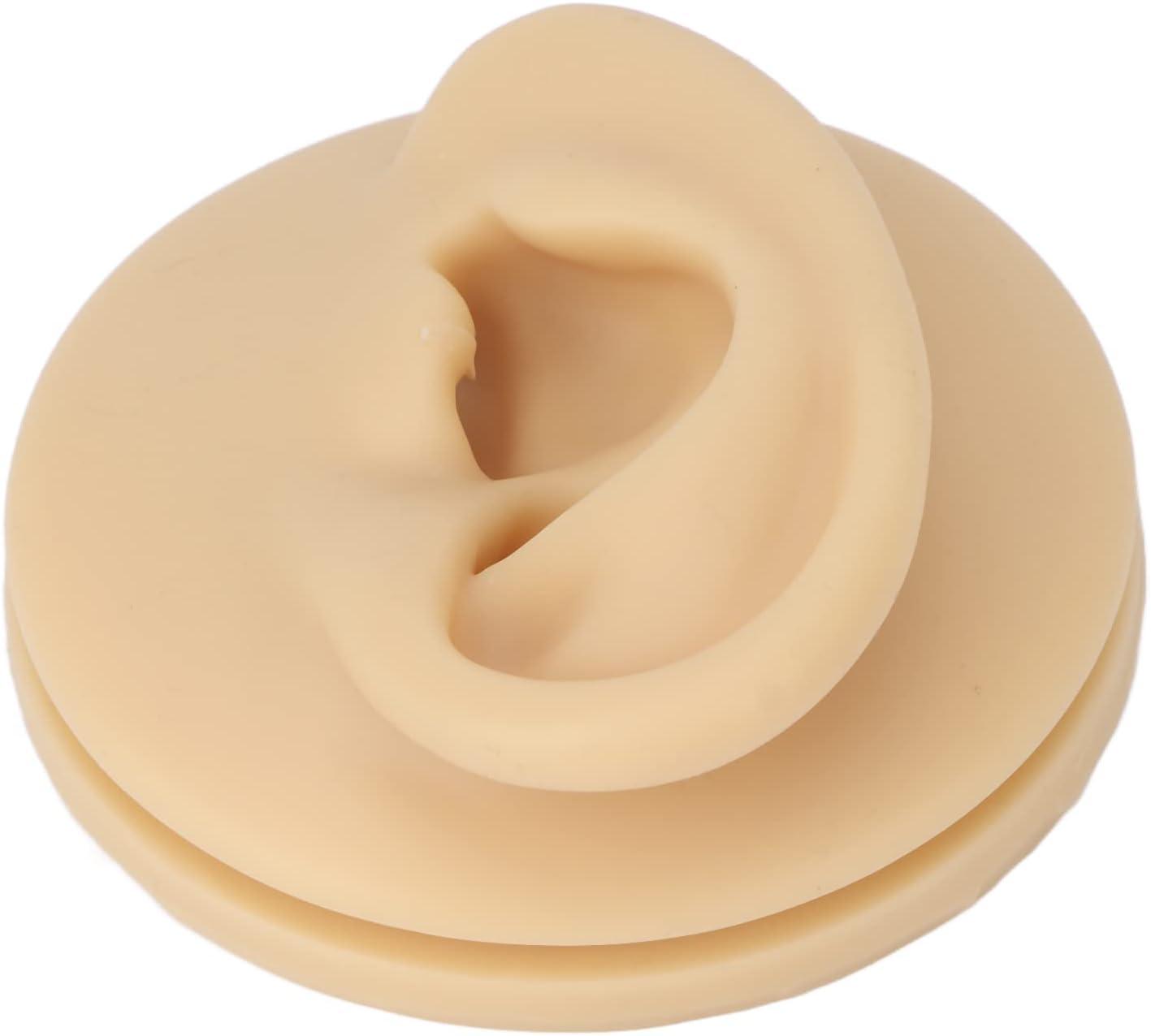 Human Ear Model Waterproof Clear Internal External Structure Right Ear ...