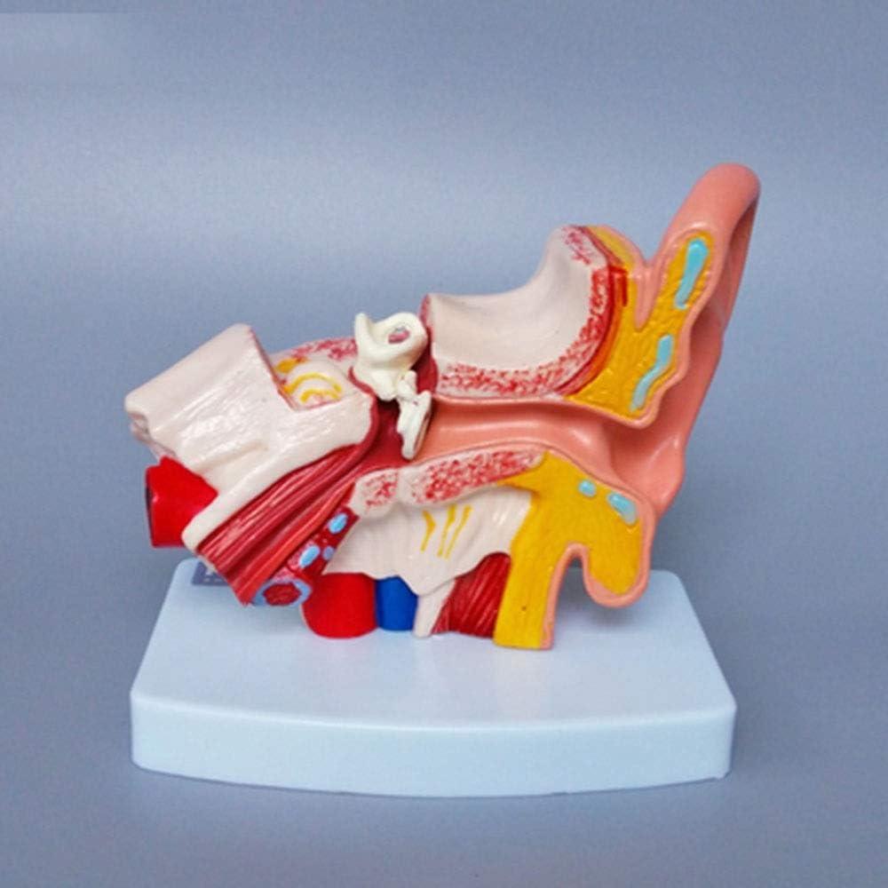 Anatomical Structure of Human Ear Model of Human Ear Ear Canal Ear ...
