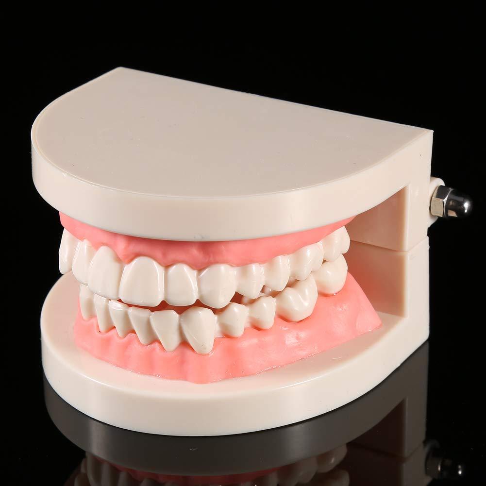 Buy PVC Dental Teaching Models - Tooth Study Kits for Kids | Learn to ...