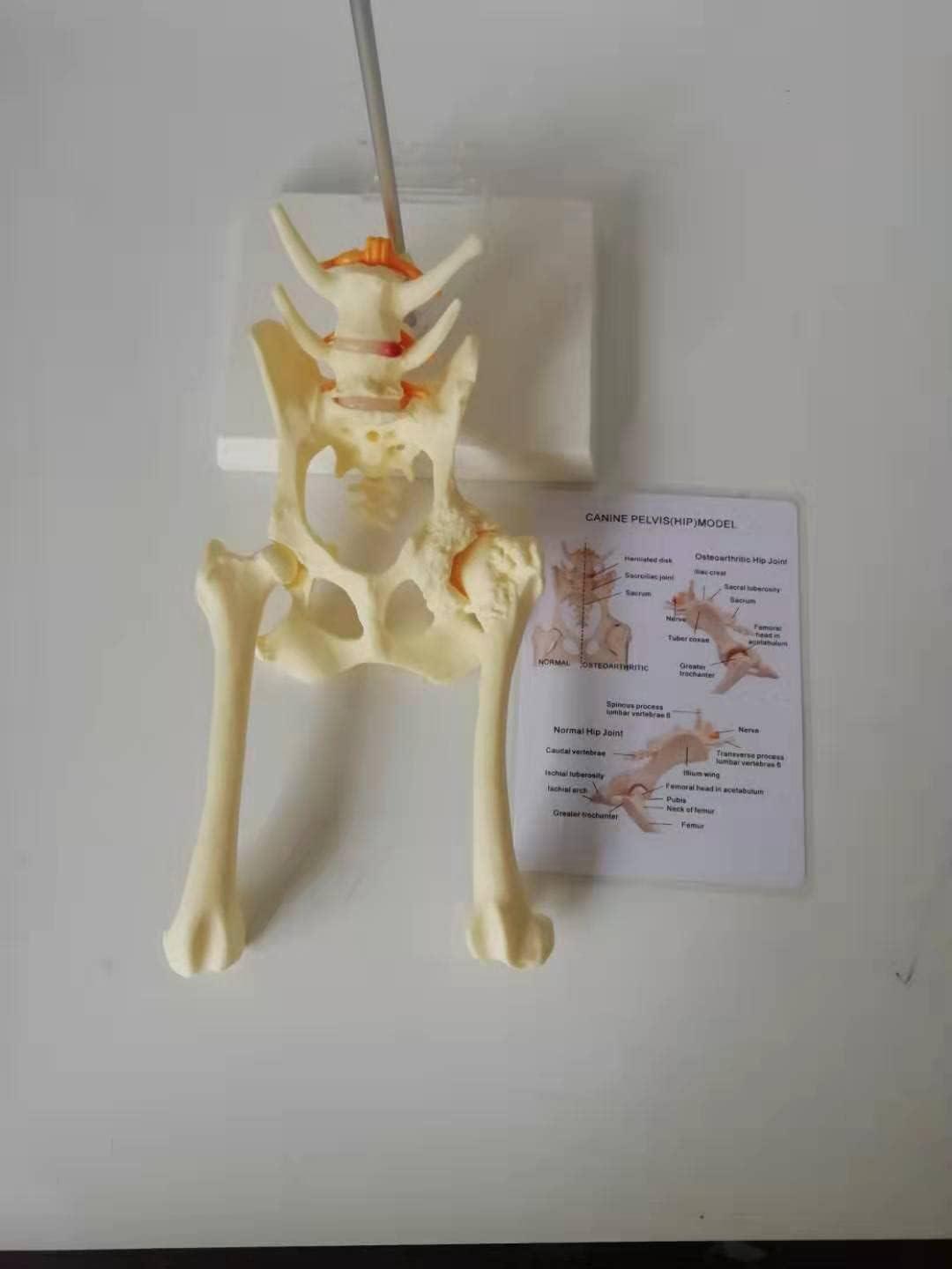 Canine Pelvis Model Canine Hip Joint Model Animal Body Anatomy Replica ...