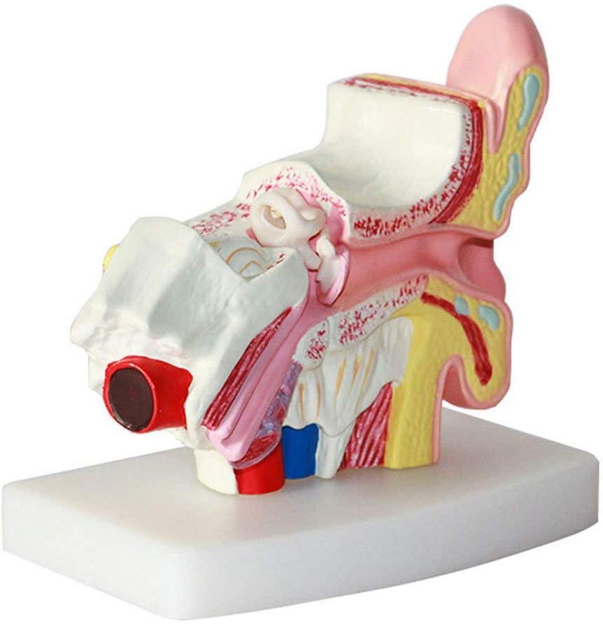 Ear Model Human Ear Anatomeme Model 1.5 Fold Magnification Model ...