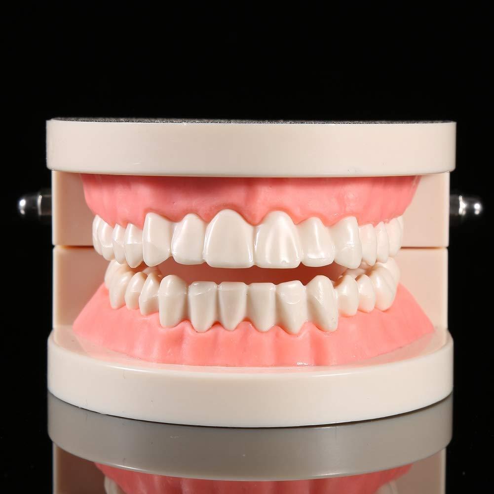 Buy PVC Dental Teaching Models - Tooth Study Kits for Kids | Learn to ...