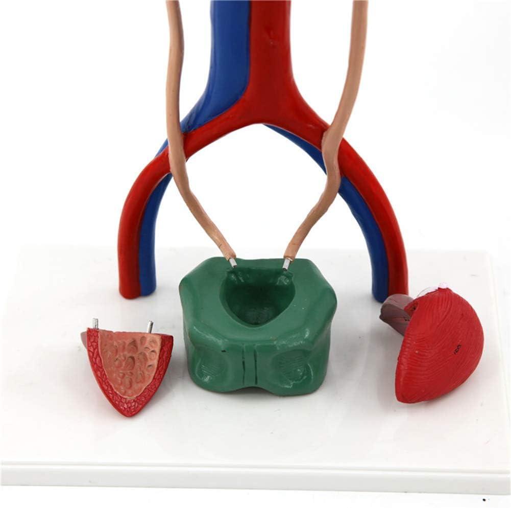 1 to 1 Size Urinary System Model Renal Arteriovenous Bladder-4 Parts ...