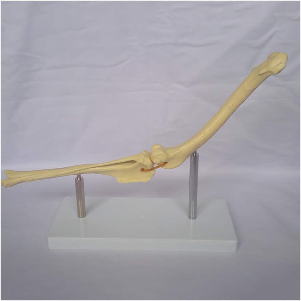 Dog Skeleton Bone Model - Dog Knee Joint Bone Model Femur and Tibia ...