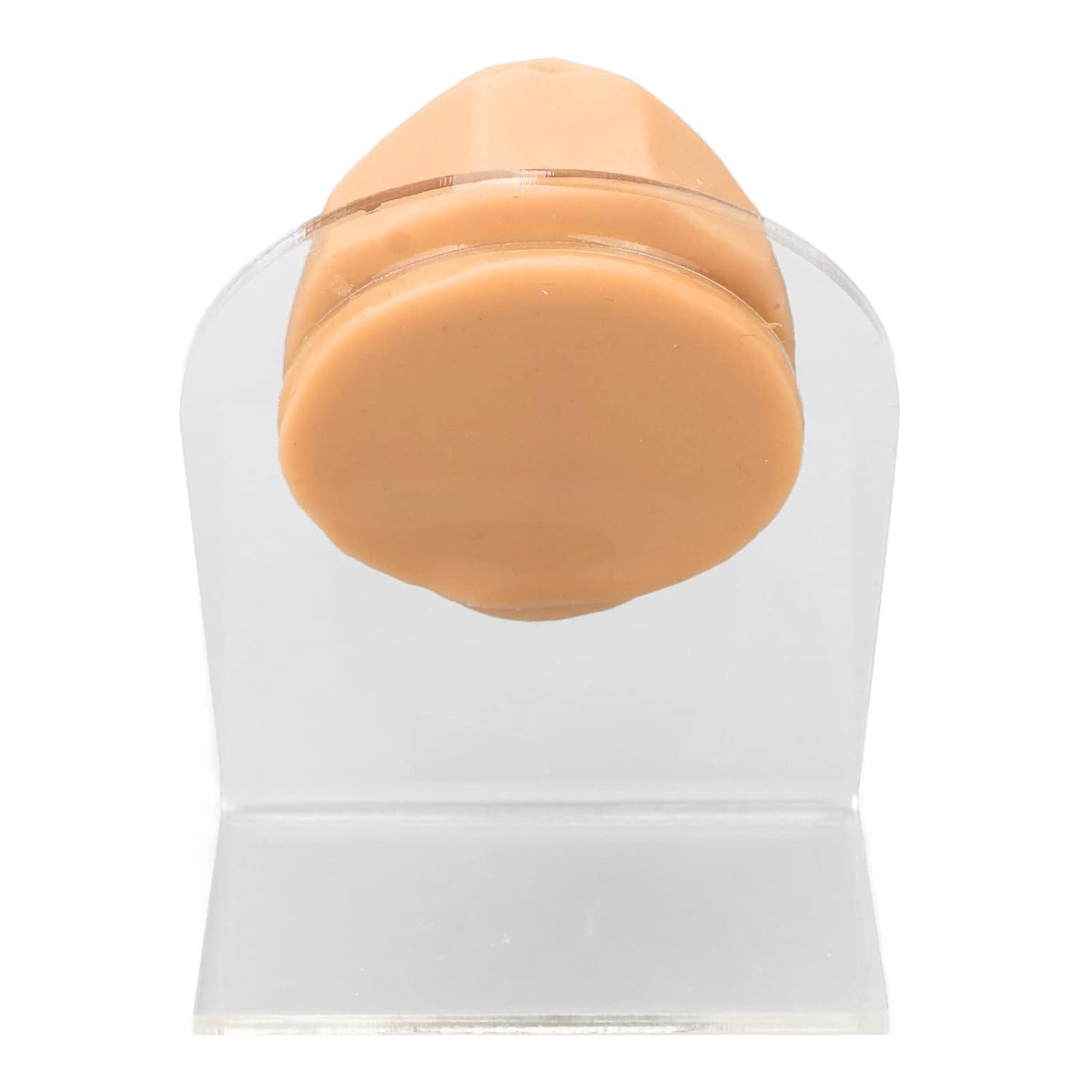 Tongue Mouth Model for Learning | Silicone Structure with Acrylic ...