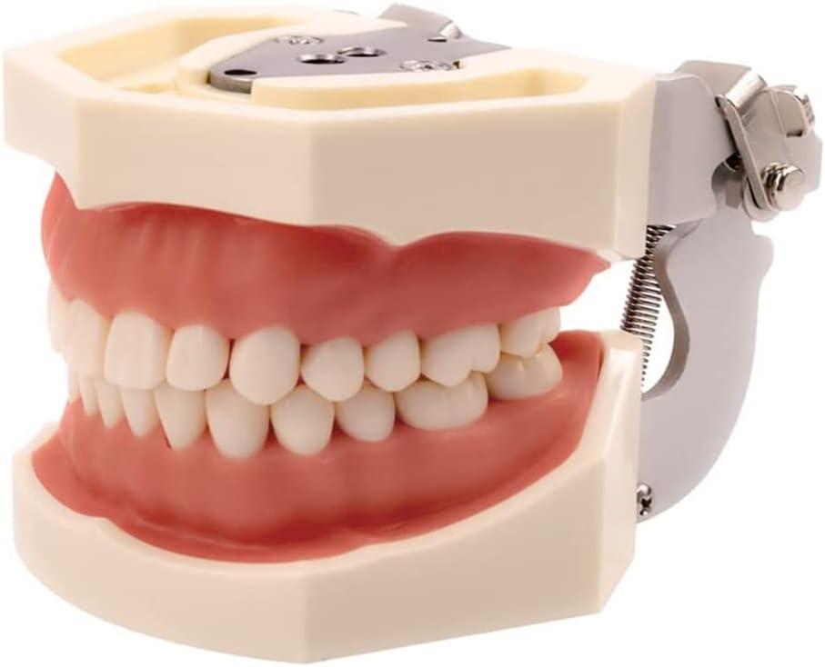 Uigjiog Dental Model - Rubber Teeth Model with 32 Removable Teeth for ...