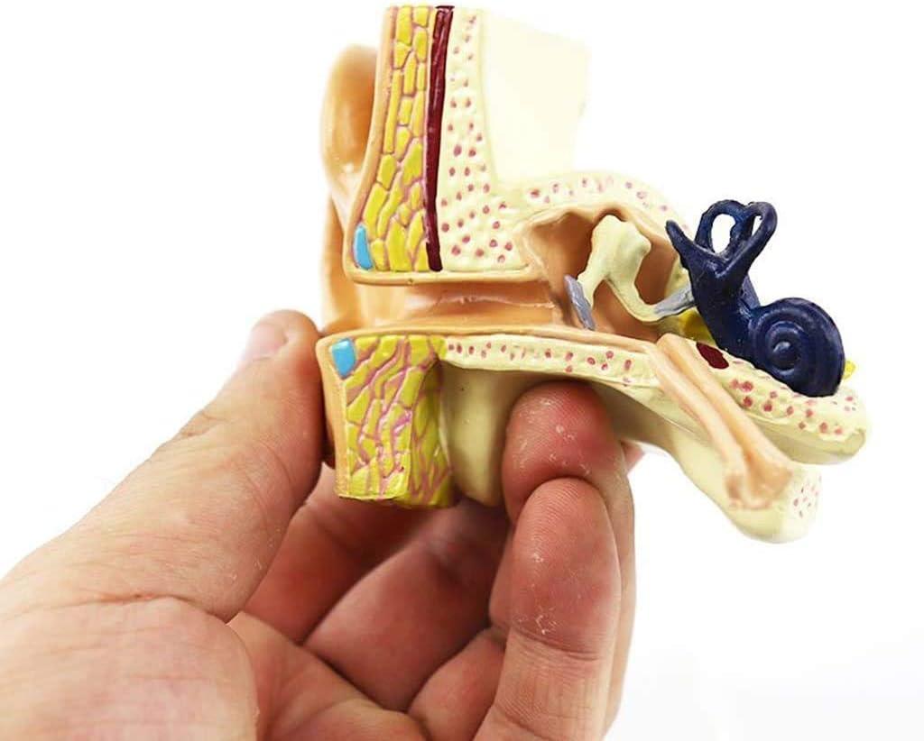 Ear Anatomical Model - Magnification 1.5X Inner Ear Ear System Structure Model Training Model ...