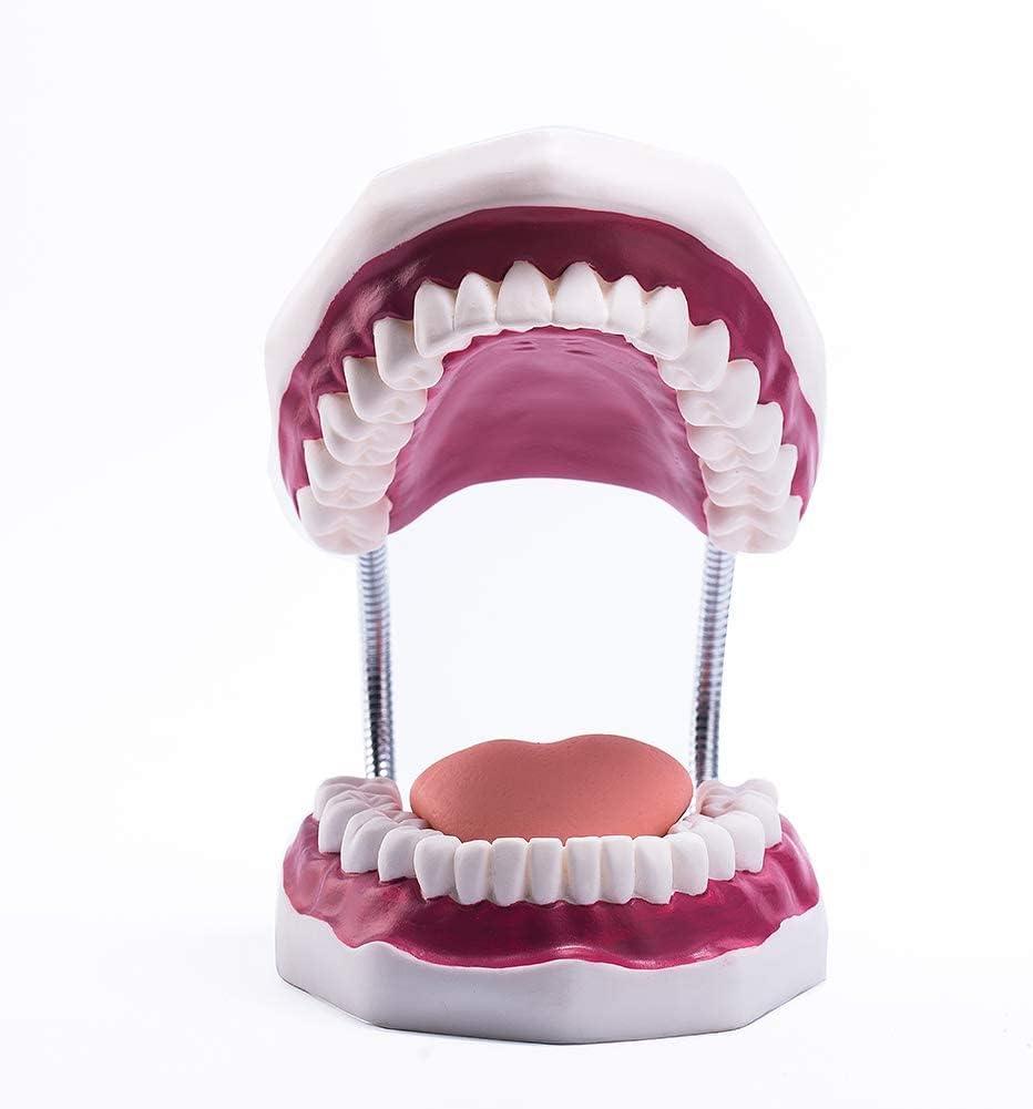 Large Teeth Tooth Models: 6X Enlarged Dental Hygiene & Mouth Care ...