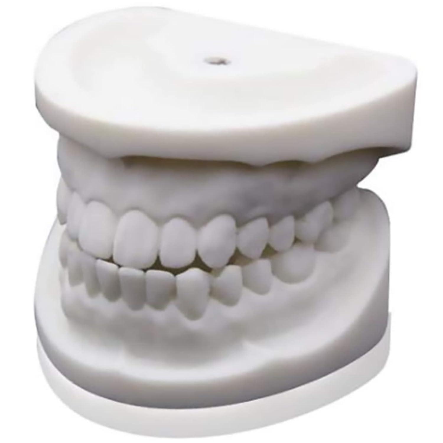 Standard Teeth Model for Dental Practice - Detachable Oral Soft Gum ...