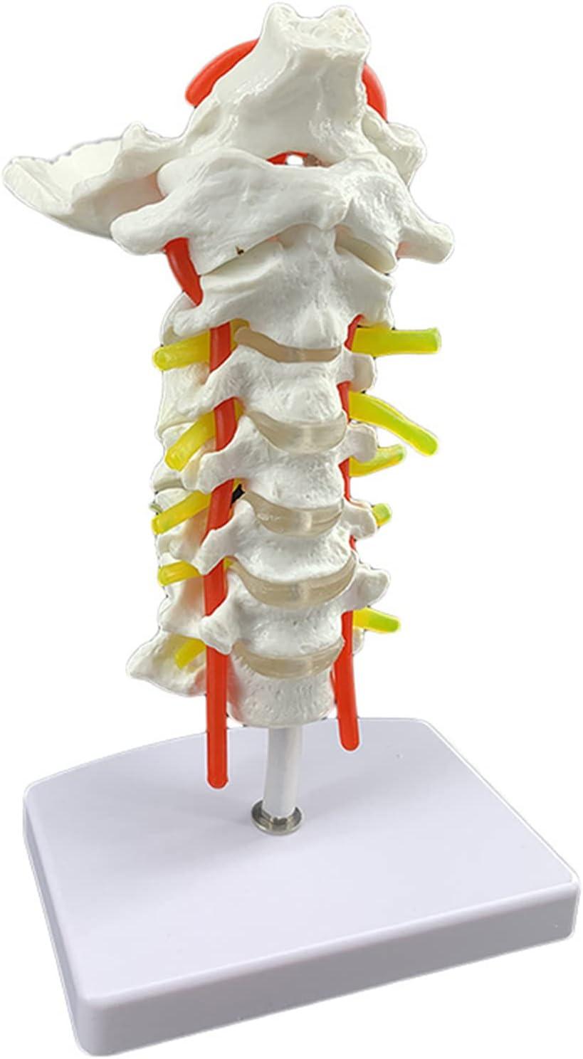 Spinal Nerves Cervical Spine & Occipital & Vertebral Artery Model ...