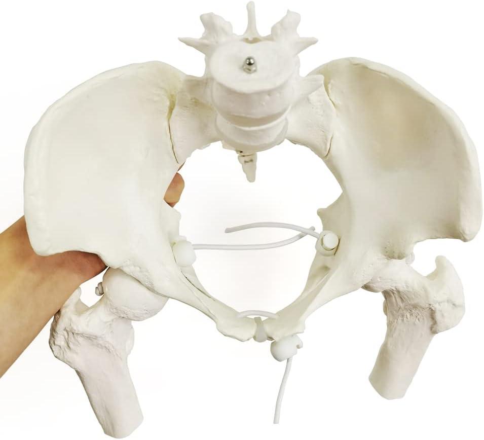 NEW HORIZON Female Pelvis Skeleton Model - Life Size Movable Femur ...