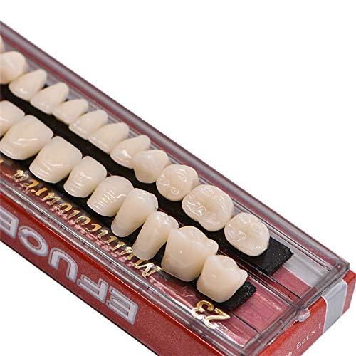 Dental Acrylic Resin Denture Tooth Kit 23 A2 for Halloween (28 Pcs/Set ...