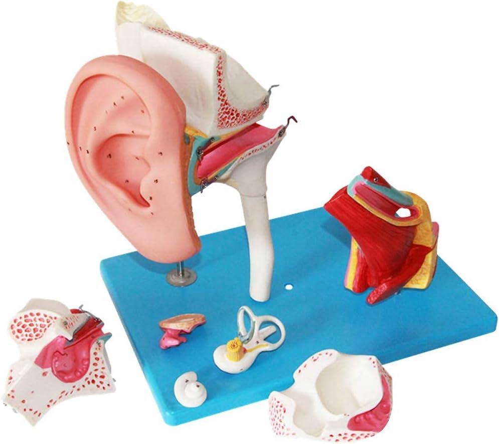 Model Anatomy of The Human Medical Ear Inner Ear Average Ear Tympan ...