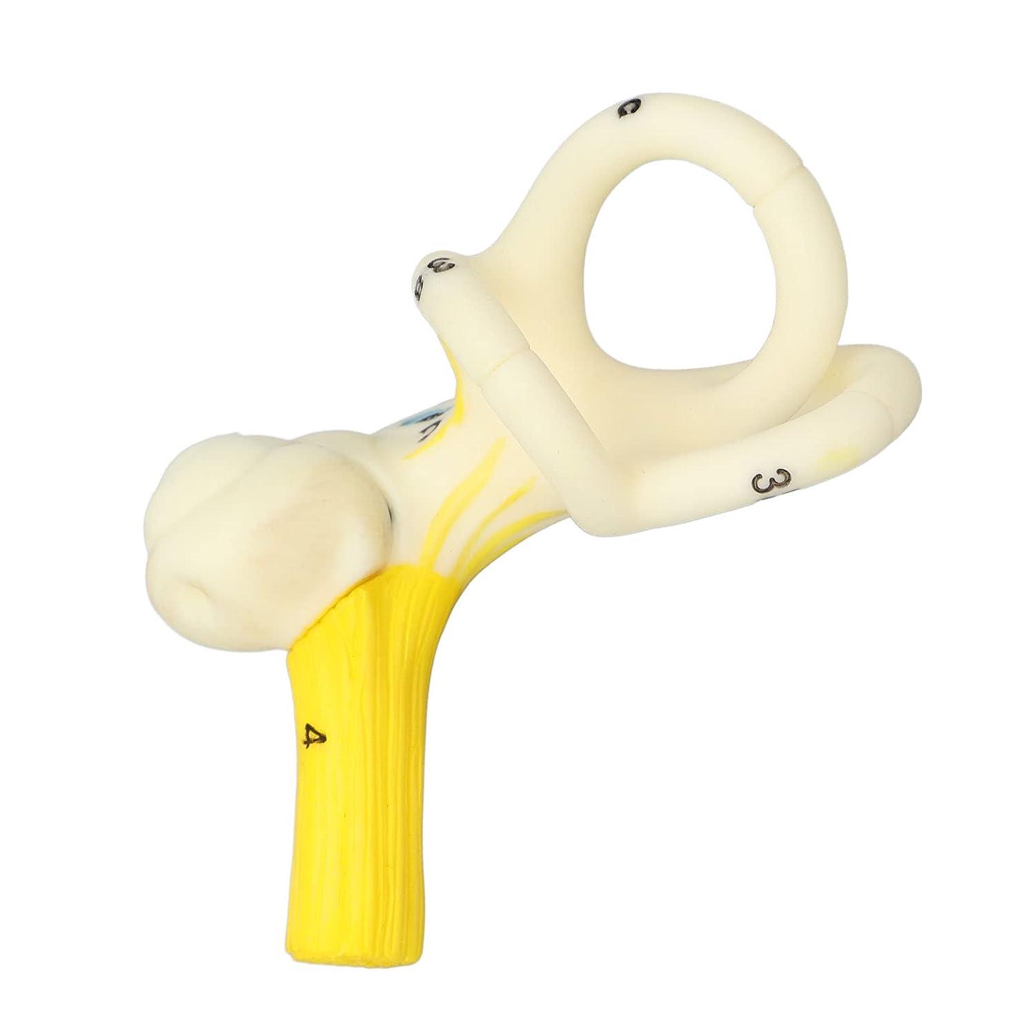 Highly Detailed Inner Ear Labyrinth Model - 5X Magnification PVC ...