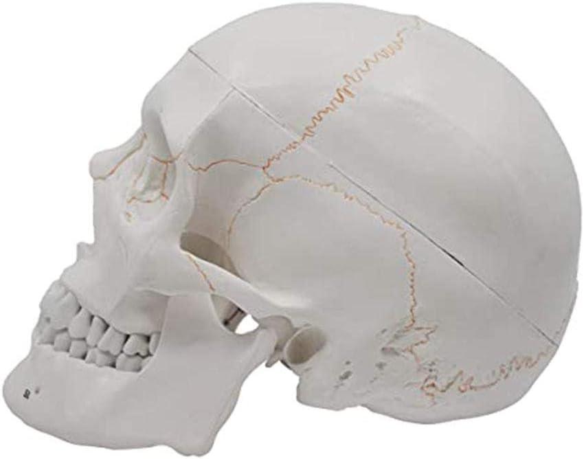 FLBT Medical Anatomical Skull Model for Adults - 3-Part Skeletal Model ...