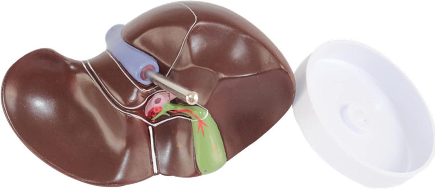 Anatomical Model of The Human Liver Hepatobiliary Model Pancreatic Bile ...