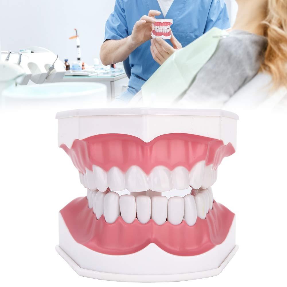 Realistic Tooth Model with Gum Pattern & Teaching Toothbrush - Perfect ...