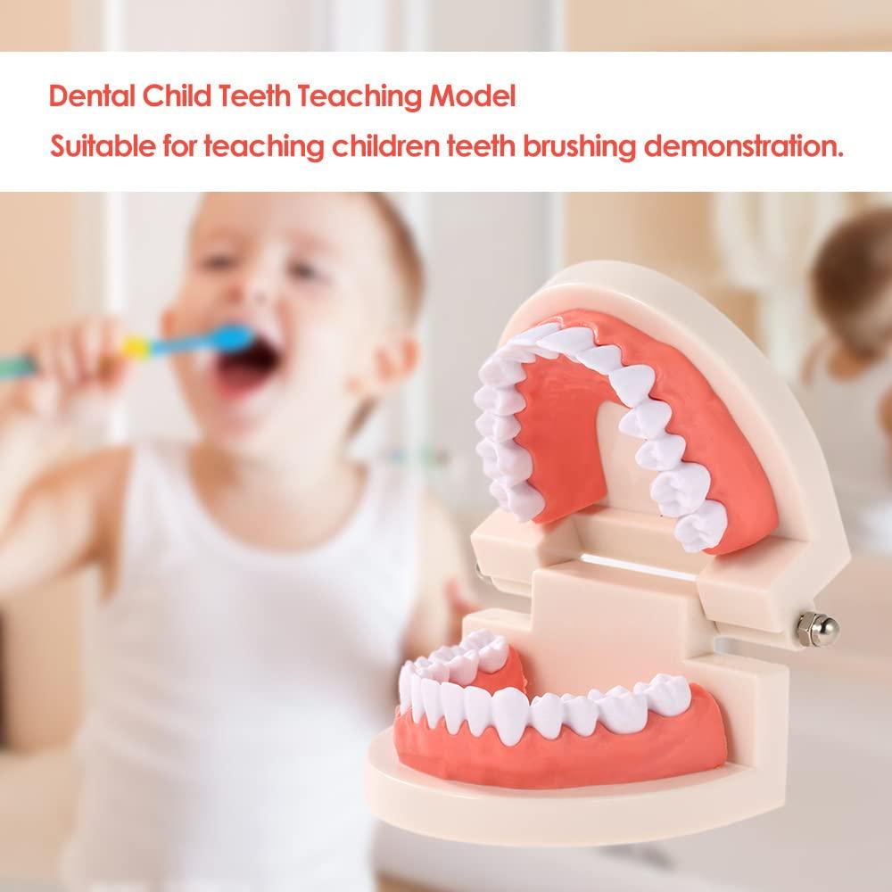 FGXY Standard Tooth Model - Educational Dental Model for Kids | Ideal ...