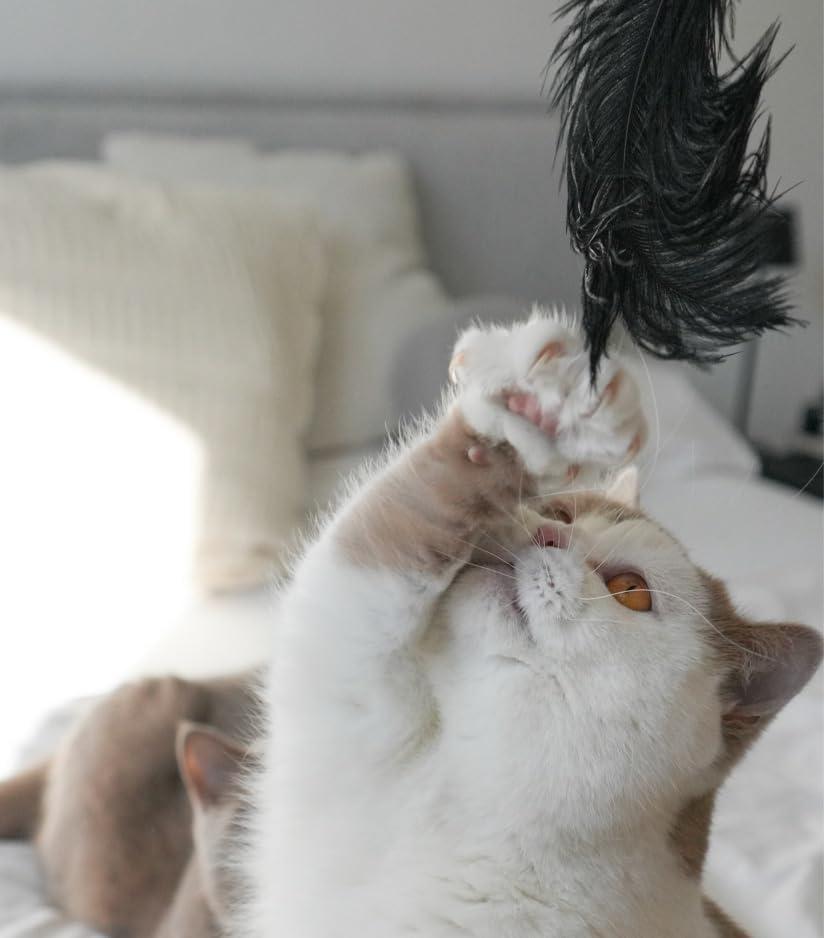 LEO L WENKATZ Eco-Friendly Ostrich Feather Duster Cat Toy | Natural ...