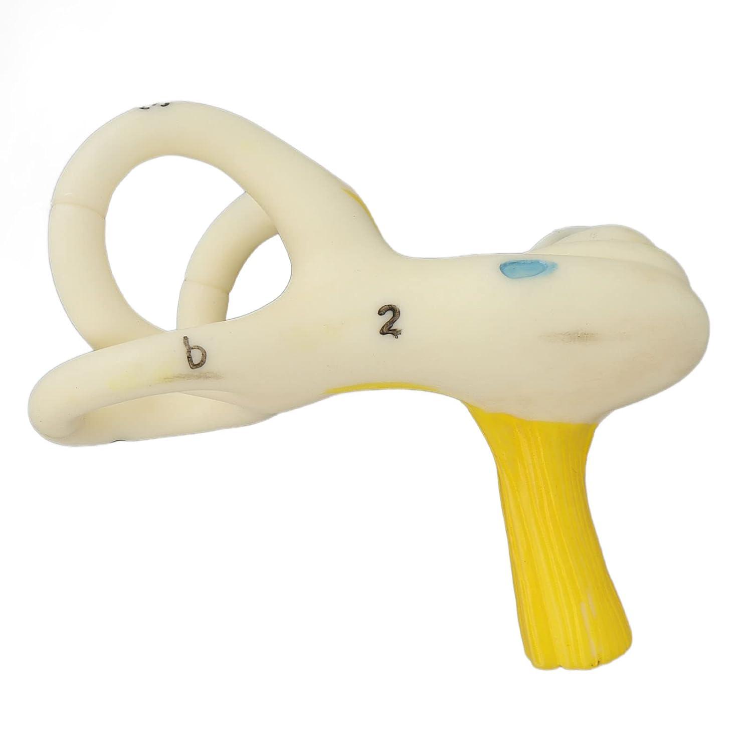 Highly Detailed Inner Ear Cochlea Model for Learning Purposes