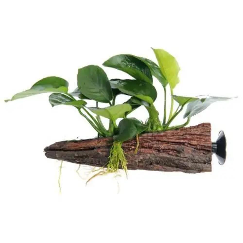 Anubias on Wood - Floating. Adds 3D Effect in a Planted Tank | Buy Now ...