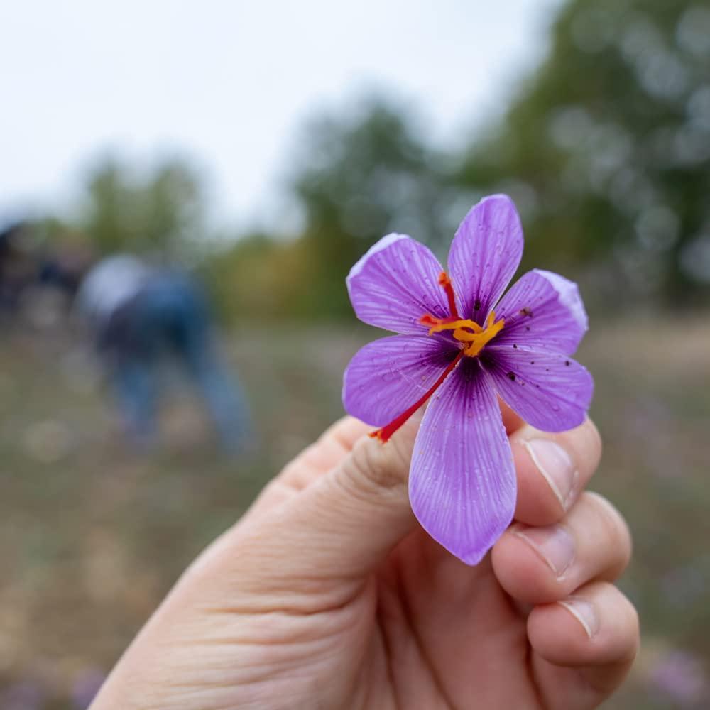 Pure Powdered Saffron Sachets - 5 Count (Pack of 1)