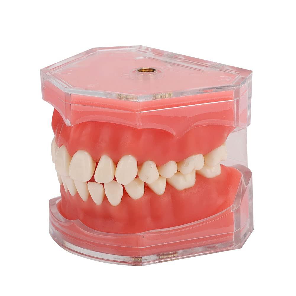 Gingiva Model for Dental Education | Removable Teeth & Soft Oral ...