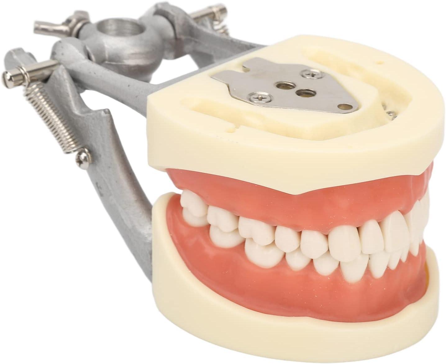 Teeth Model - Teaching Standard Typodont Demonstration Model with 32 ...