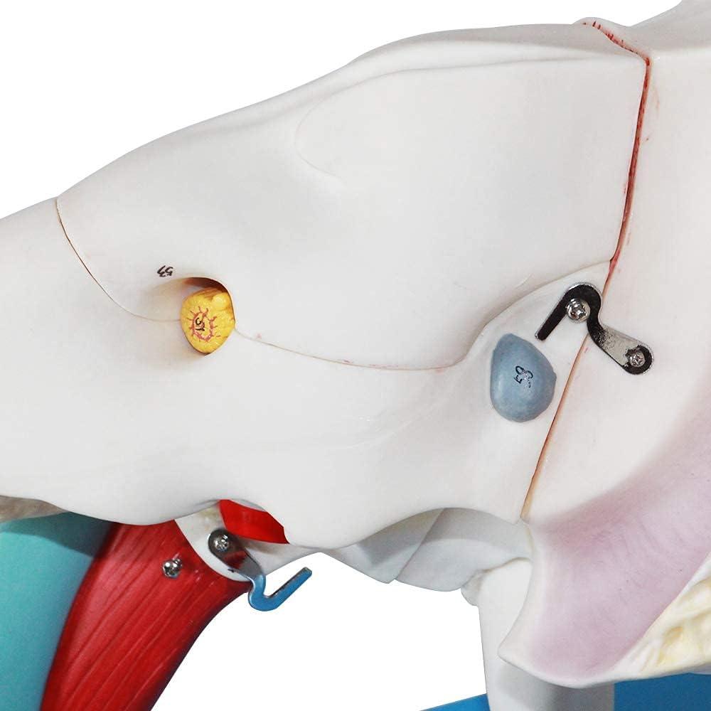 Model Anatomy of The Human Medical Ear Inner Ear Average Ear Tympan ...