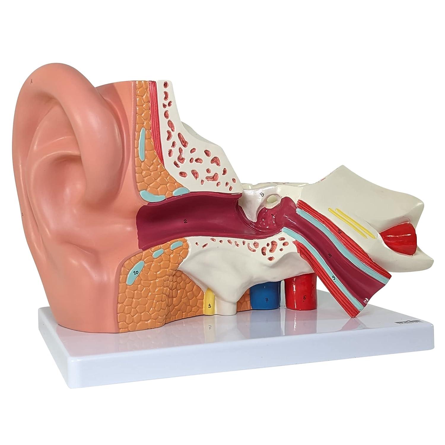 Axis Scientific Human Ear Model - 5X Enlarged 4D Anatomy Model with 3 ...