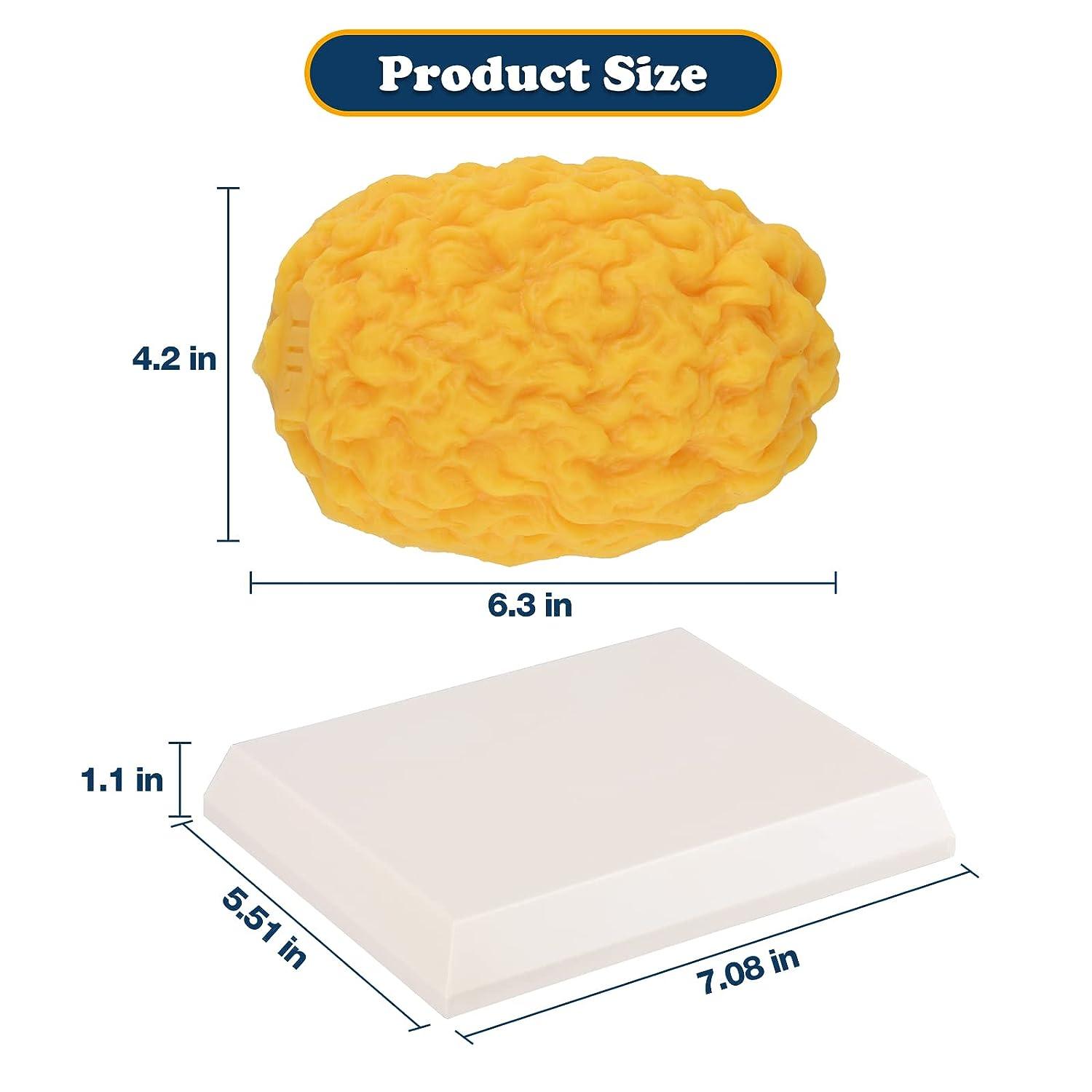 1 lb Human Body Fat Replica with Display Base - Ideal for Weight Loss ...