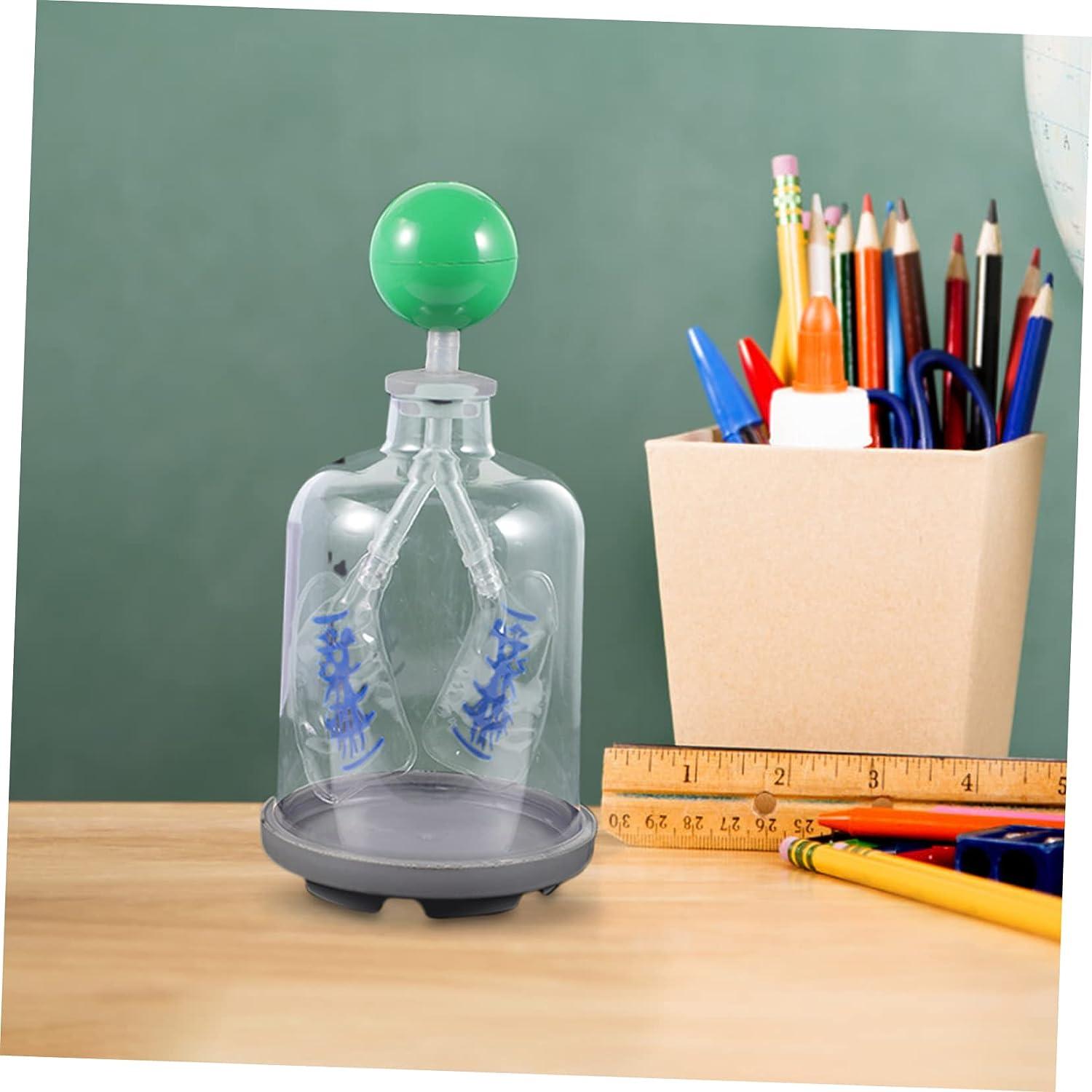 SOLUSTRE Lung Breathing Model - Human Body Organs Teaching Aid | Buy ...