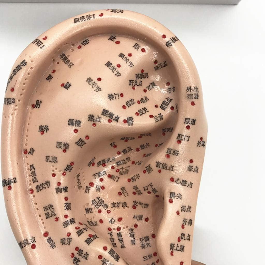 Buy Fhuili 16cm Human Acupuncture Ear Model - HD Chinese Medicine ...