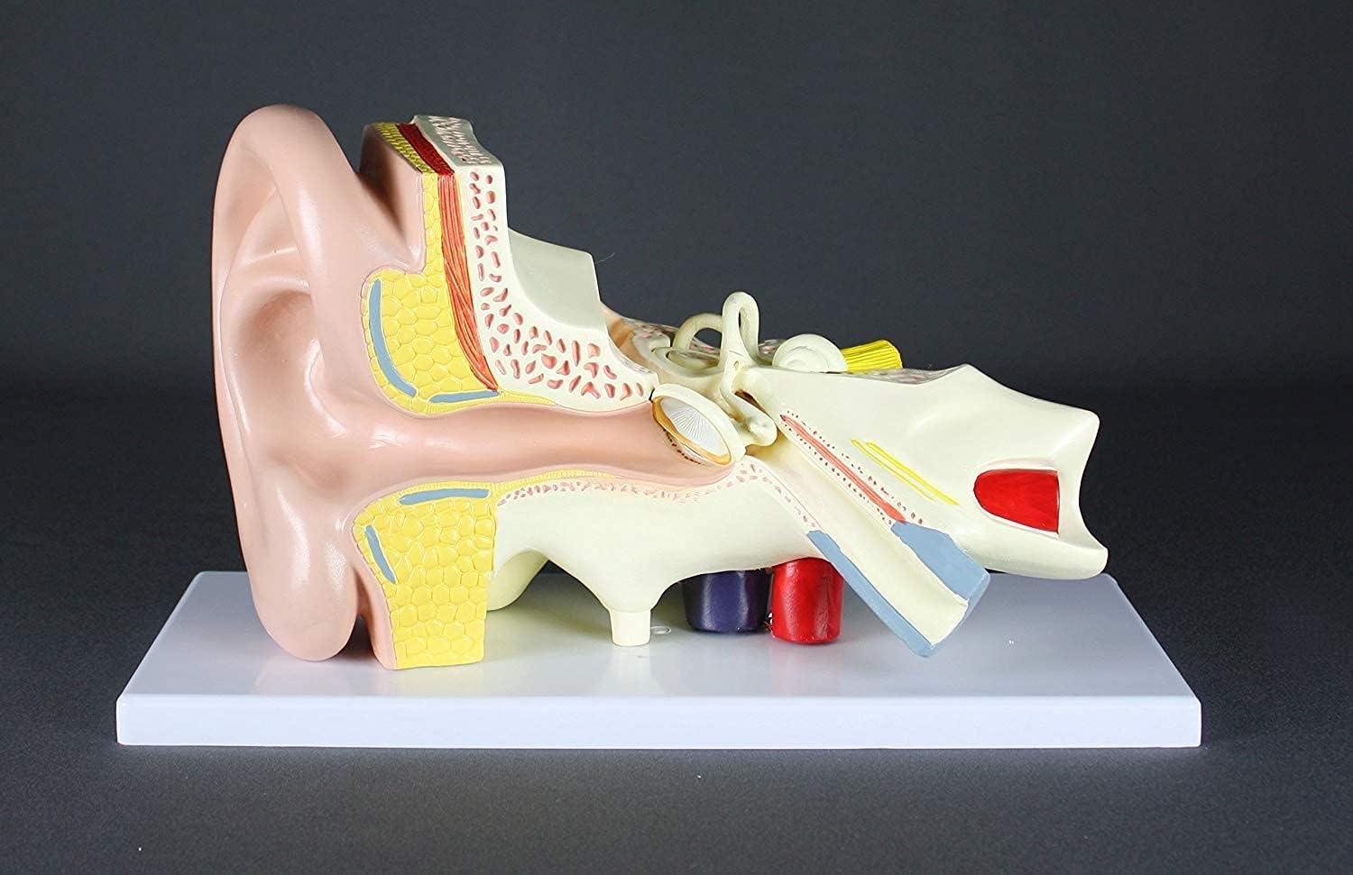 Human Ear Anatomy Model 3 Times Magnification Average Ear Showing ...