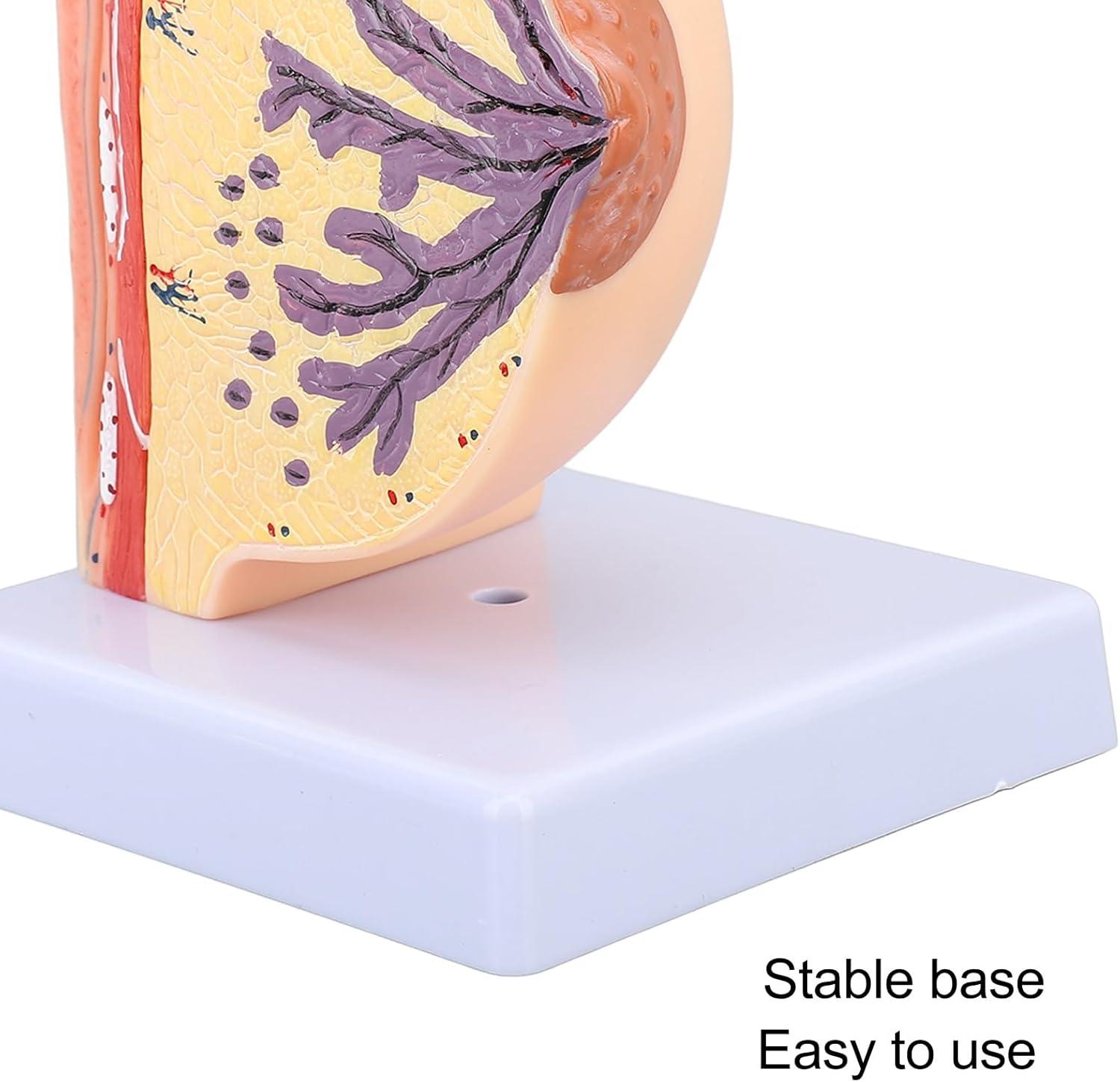 Model of the Female Breast Model for Education Human Female Anatomical ...