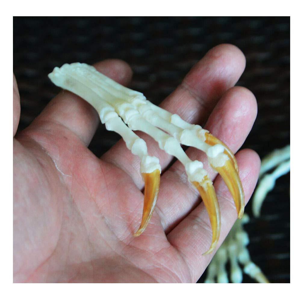 Wixine Fox Feet Articulated Bones Claws | Taxidermy Art Supplies | Buy ...
