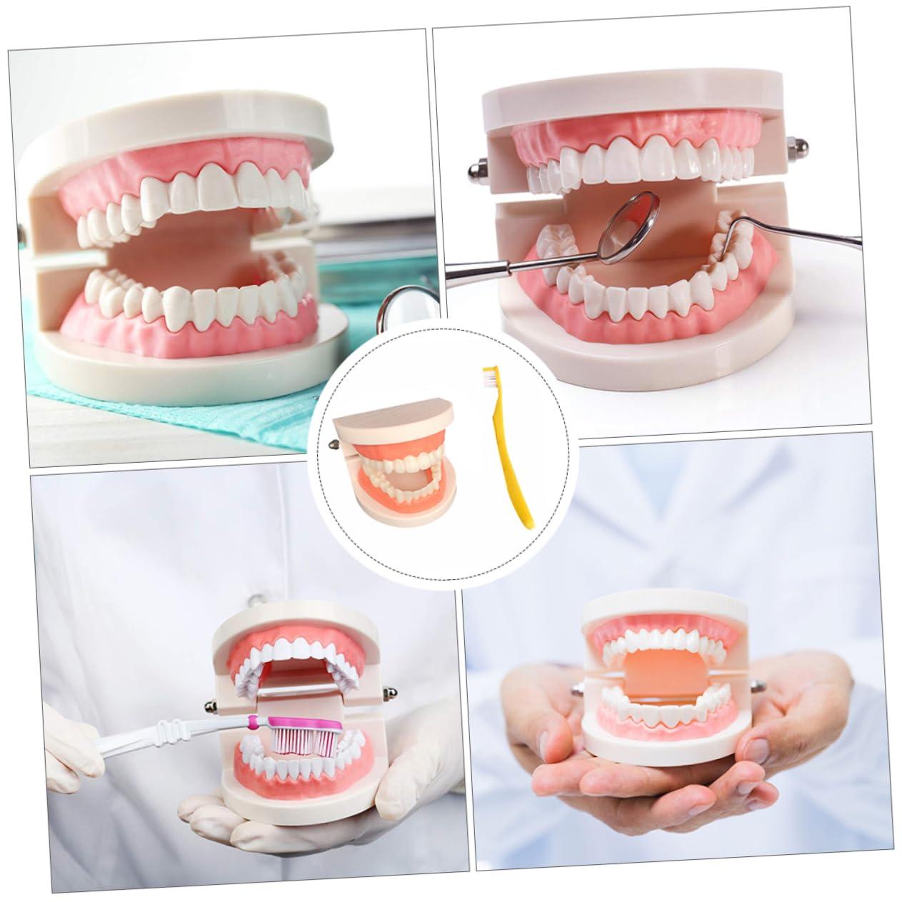 Ultechnovo Dental Model Set - Educational Children's Tooth Model ...