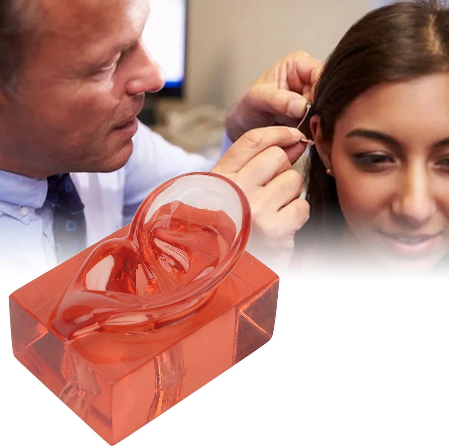 Transparent Acrylic Ear Model for Right Ear - Ideal for Observation ...