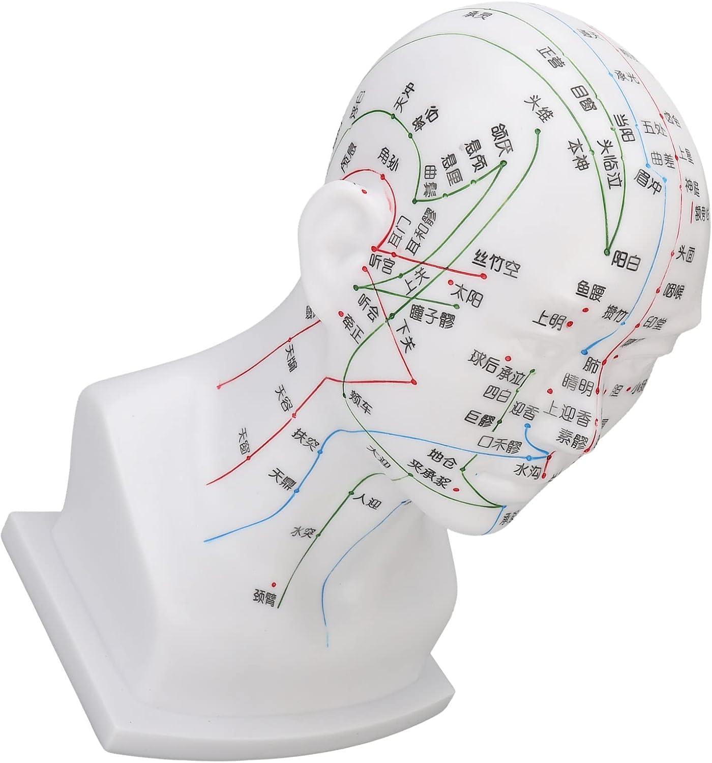Acupuncture Point Head Model - 11.8 Inch PVC Facial Massage Meridians ...
