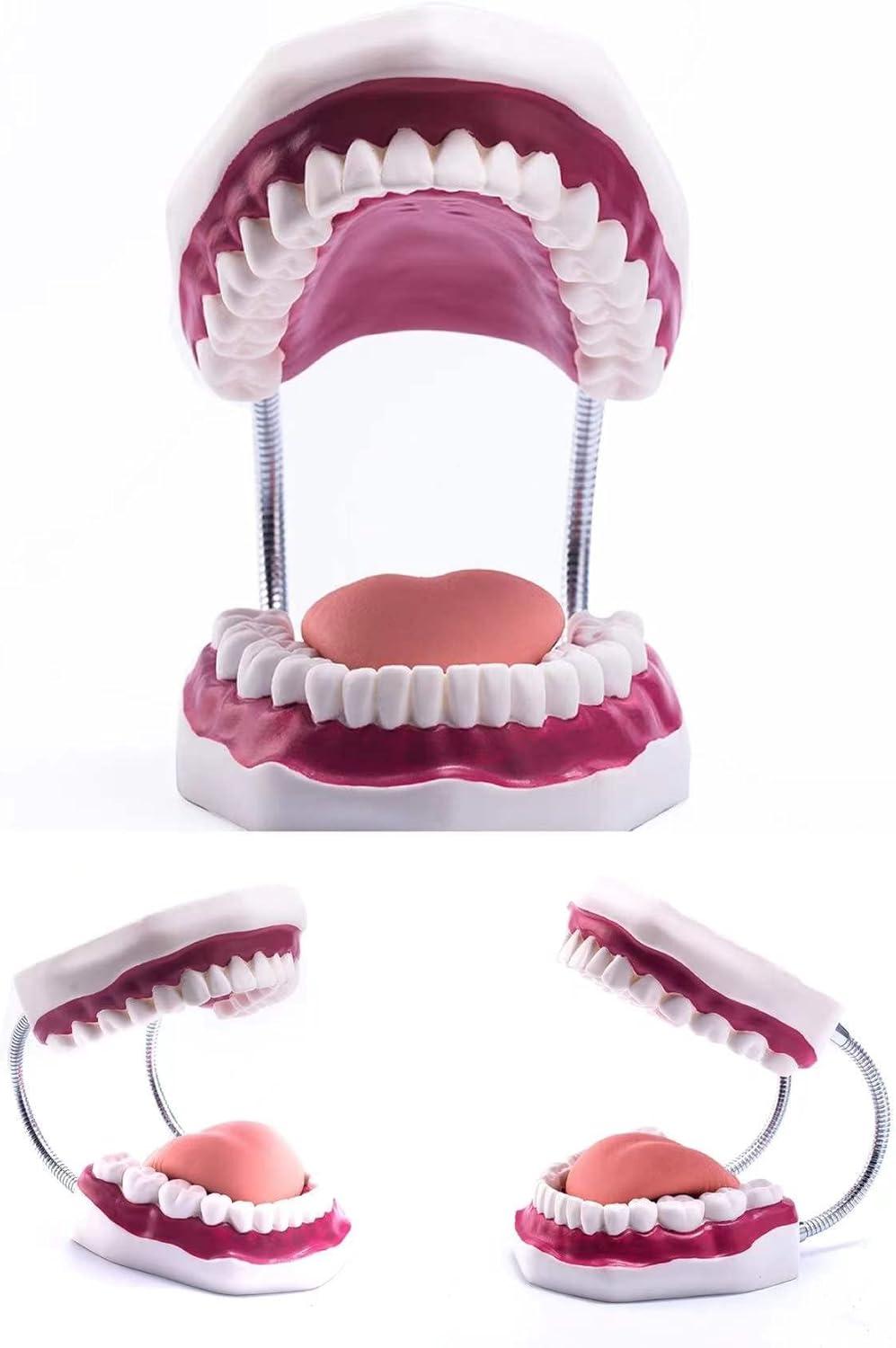 Large Teeth Tooth Models: 6X Enlarged Dental Hygiene & Mouth Care ...
