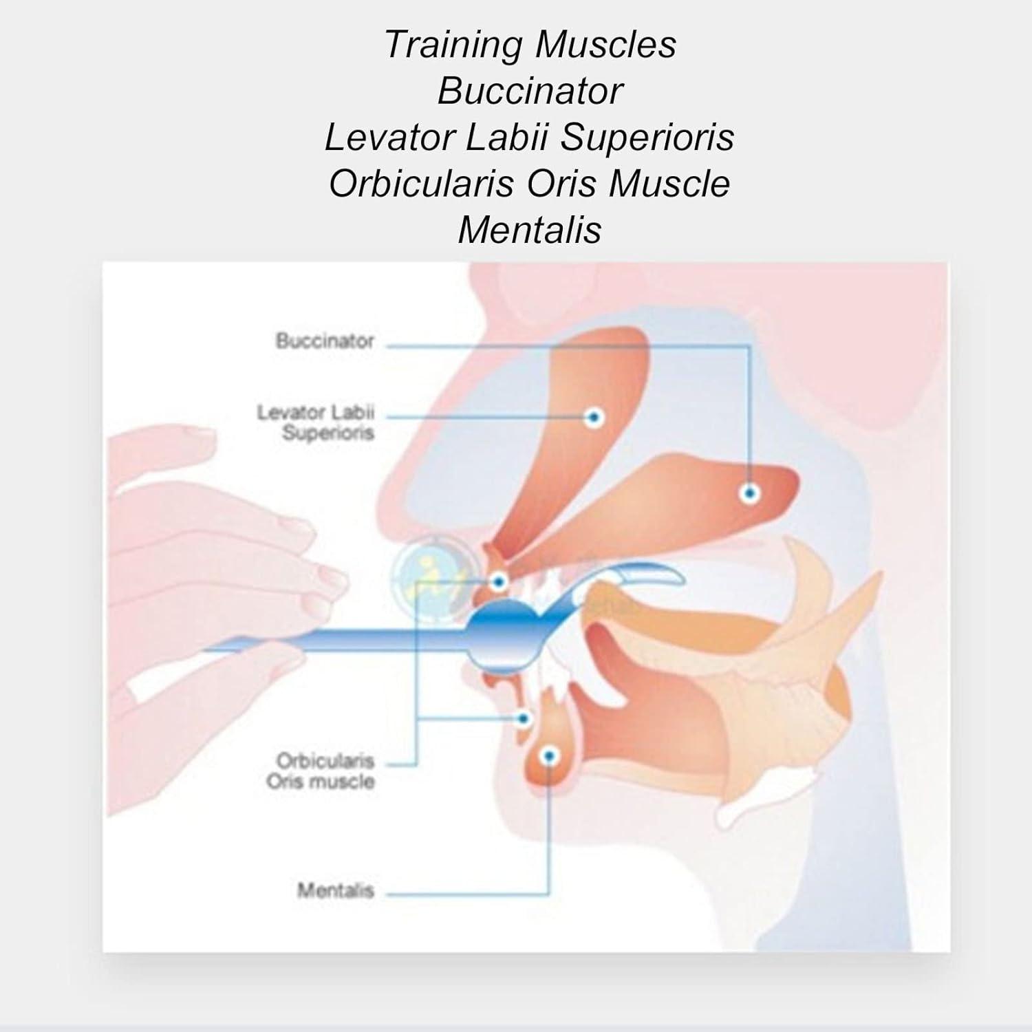 Buy Tongue Muscle Trainer - Improve Oral Language & Articulation ...