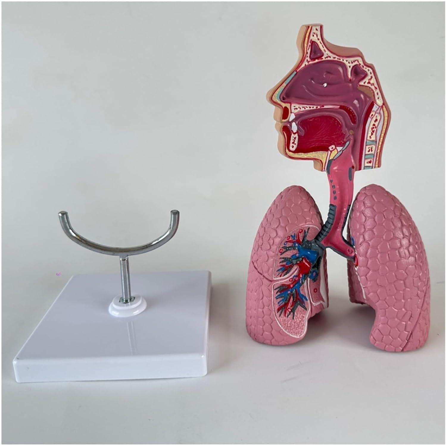 Human Lung Model Human Nasal Cavity Throat Anatomy Model Lung Model ...