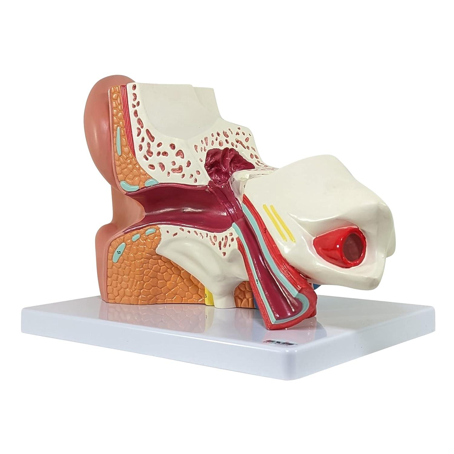 Axis Scientific Human Ear Model 5 Times Enlarged 4 Dimensional Model ...