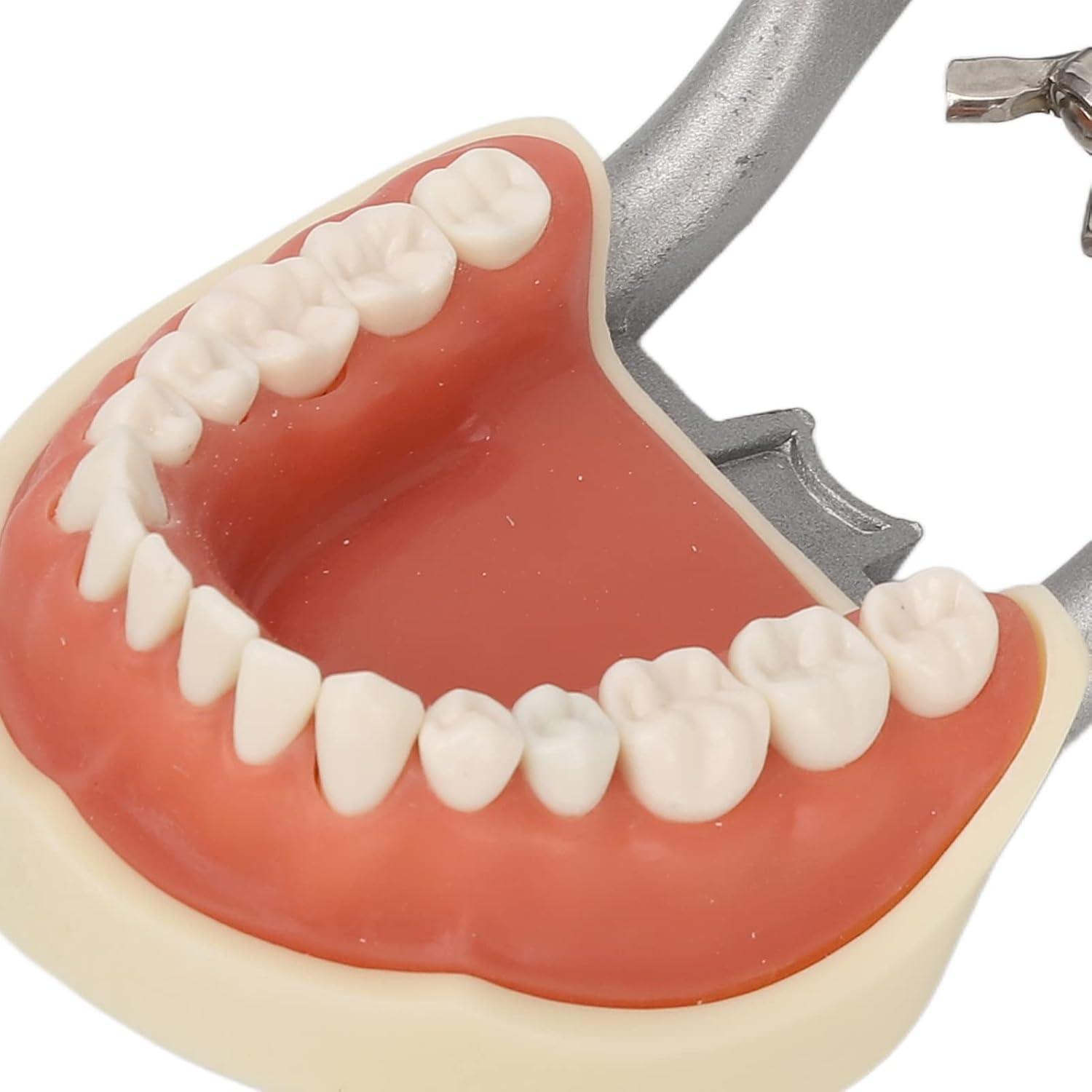 Teeth Model - Teaching Standard Typodont Demonstration Model with 32 ...