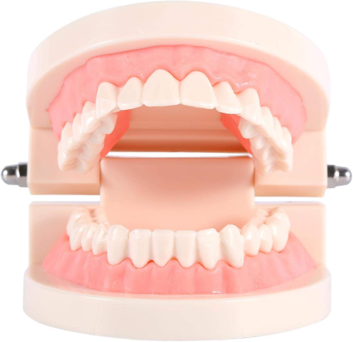 Dental Teaching Model for Kids - 1pc PVC Demonstration for Learning ...